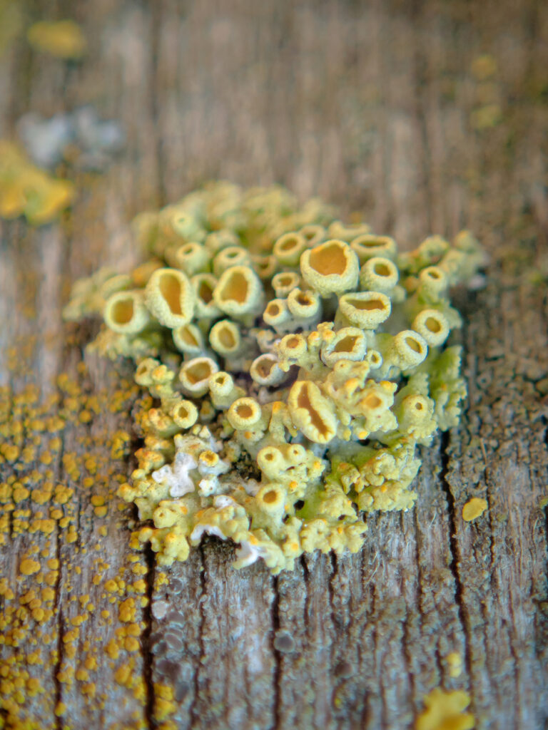 Polycauliona (Xanthoria) polycarpa - Aspen Ecology