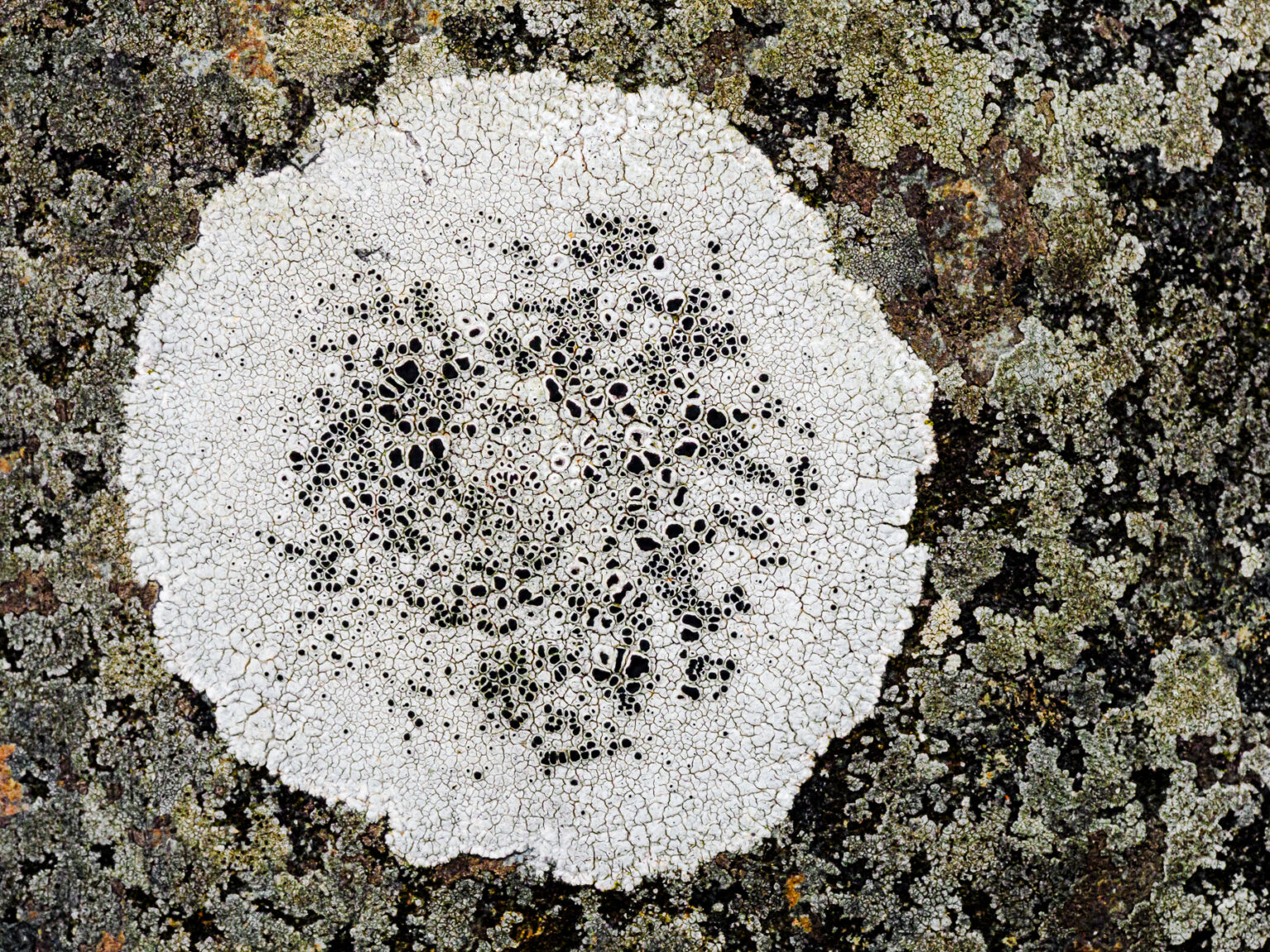 Tephromela atra - Aspen Ecology